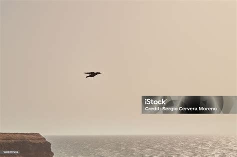 푸에르 테벤 투라 카나리아 제도 스페인의 배경에 새가있는 산에서 바다까지의 장엄한 전망 0명에 대한 스톡 사진 및 기타 이미지 Istock