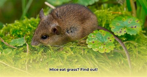Do Mice Eat Grass Diet Facts Revealed Chaztin