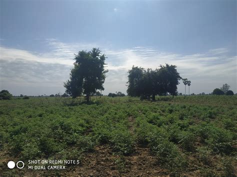 မြို့သစ်မြို့နယ်တွင် ခရမ်းချွန်သီးပင်စိုက်ပျိုးခြင်းဖြင့် မိသားစုဝင်‌င