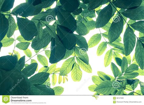 Green Leaf Pattern In Cold Tone On White Background Nature Creative
