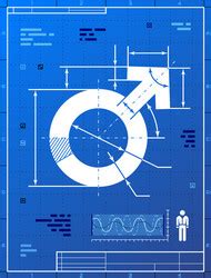 Male Erect Reproduction Vector Images Over 250