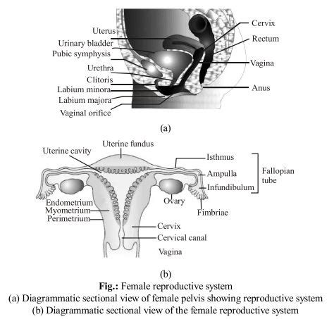 Ncert Solutions For Class Th Biology Chapter Human Reproduction