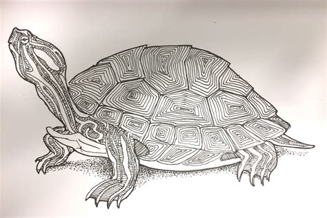 Terrapin Patterns Turtle Sketch Turtle Art Turtle Drawing