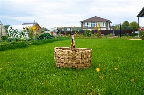 빈 고리 버들 바구니입니다 잔디밭에 녹색 잔디입니다 온실이있는 정원 0명에 대한 스톡 사진 및 기타 이미지 0명 고리 세공 꽃 식물 Istock