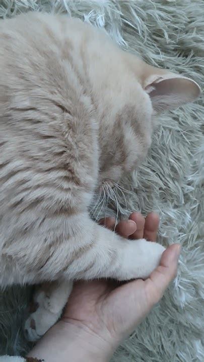 냥이 발은 만지지 마세요😂 고양이 브리티쉬숏헤어 Cat Youtube