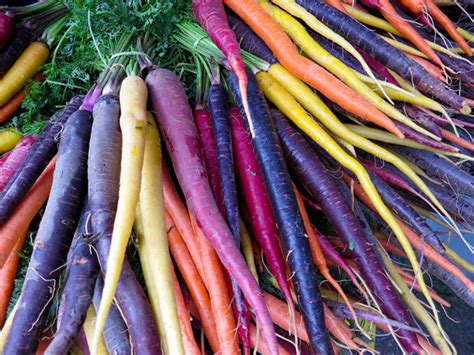 Zanahoria Morada Origen Propiedades Y Curiosidades