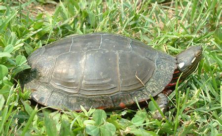 Marylands Turtles And Tortoises Order Testudines