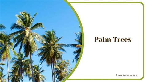 17 Best Florida Hedge Plants For Privacy And Beauty Plant America