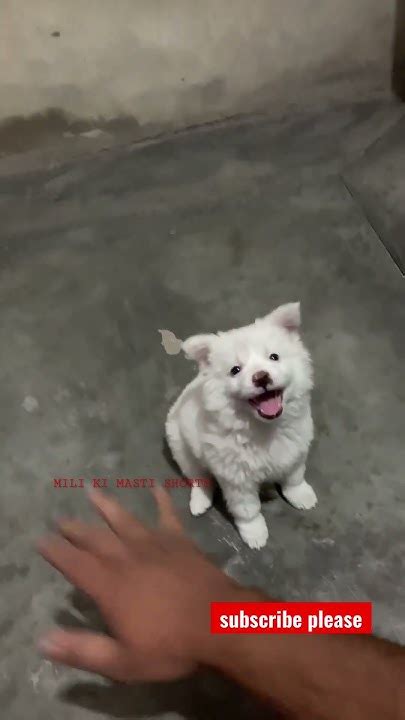Mili Puppy Ke Sath Khela Pet Dog Bite Me Dogs Dogbite Puppylove
