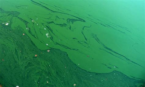 Cyanobacteria Algae