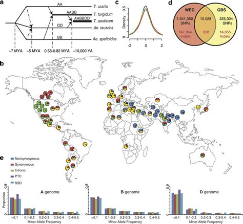 Summary Of Re Sequencing Panel A Evolution Of The Hexaploid Wheat Download Scientific