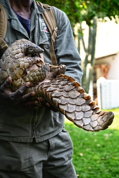 Protecting Pangolins In Southern Africa Globalgiving