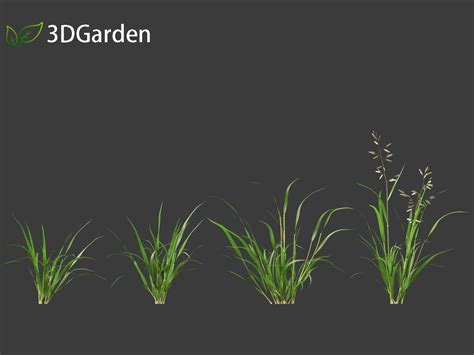 Eragrostis Cilianensis Stink Grass 3d Model 3dgardenplants