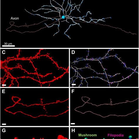 Prism Mediated Single Neuron Labeling Facilitates Neuronal Morphology