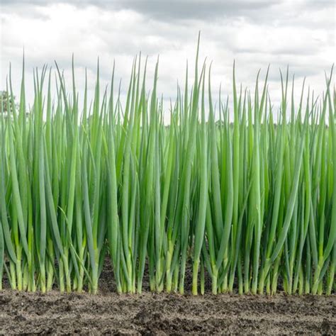 Elsoms Uk Seeds And Innovation Elsoms