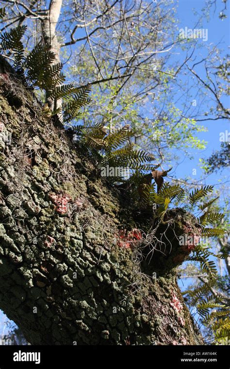 Miracle Fern Resurrection Fern Growing On Hardwood Hammock Along The