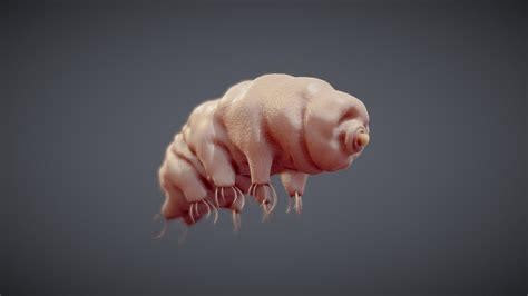 Tardigrade Water Bear Animated Buy Royalty Free 3d Model By Nima