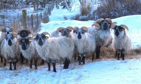 Orkneys Boreray Sheep Win Approval From Slow Food Movement The Courier