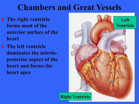 Ppt The Cardiovascular System The Heart Powerpoint Presentation