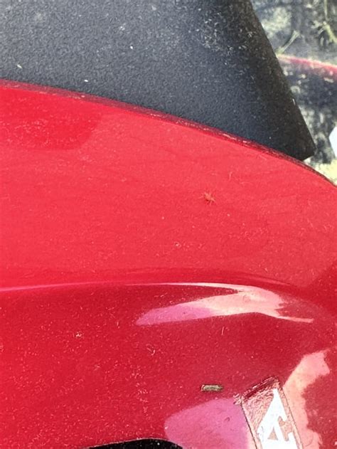 Tiny Red Bugs R Bugidentification