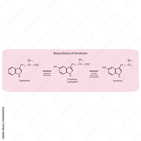 Diagram Showing Biosynthesis Of Serotonin From Tryptophan In 2 Stages Via Tryptophan
