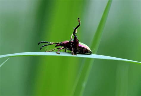 A Bug Is Sitting On Top Of The Leaf Of Some Grass Stock Image Image Of Nature Tiny 322868191