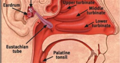 Sinus And Eustachian Tube Anatomy Eustachian Tube Dysfunction Dr