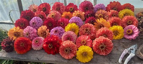 Оюуны чадамж сургалтын төв АМРАЛТЫН БА ӨДӨР ТУТМЫН СУРГАЛТ ☸️МАТЕМАТИК АНГЛИ ХЭЛ МОНГОЛ ХЭЛ