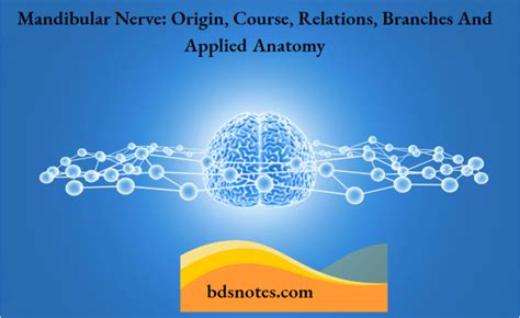 Mandibular Nerve Origin Course Relations Branches And Applied