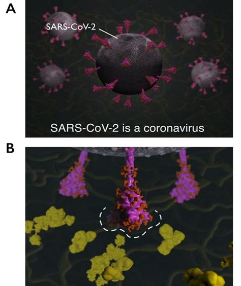 Explanatory Animations In The Sars Cov 2 Spike Protein Mutation Download Scientific Diagram