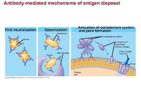 Chapter 43 The Immune System Power Point Lecture