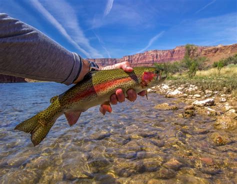 Fly Fishing Arizona An Anglers Guide Into Fly Fishing