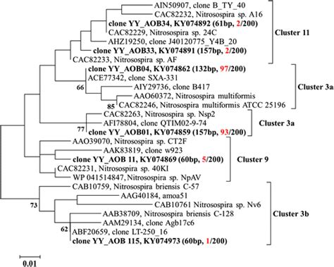 maximum likelihood distance tree based on an alignment of bacterial