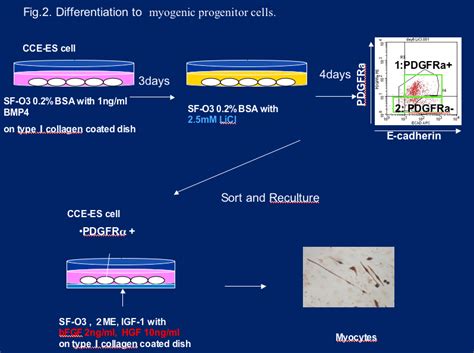 Bmp4 Induced Paraxial Mesodermal Progenitor Cells Can Differentiate Download Scientific Diagram
