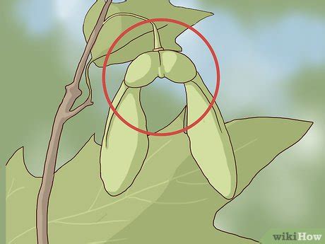 Ways To Identify Sugar Maple Trees WikiHow