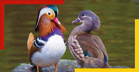 তপমতরর তরতময লঙগ নরধরত হয এই পরণদর