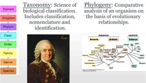 Bacteriology Iii The Microbial Species Concept Flashcards Quizlet