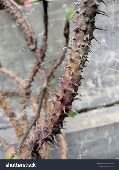 Stem Plant Full Thorns Stock Photo Shutterstock