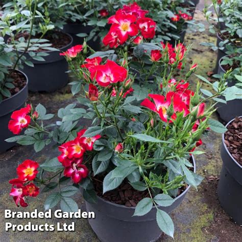 Buy Rose Everglow Ruby Shrub Organic Gardening Catalogue