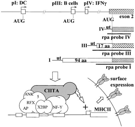 Cell Specific And Inducible Mhcii Expression Is Controlled By