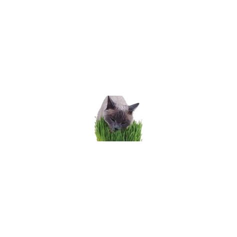Cat Grass