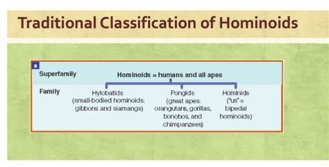 Human Ev Exam 3 New Stuff Oligocene Primates Anthropoid Connections