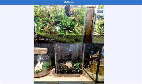 github aocattleya purejs photolist camera ajax practice photo