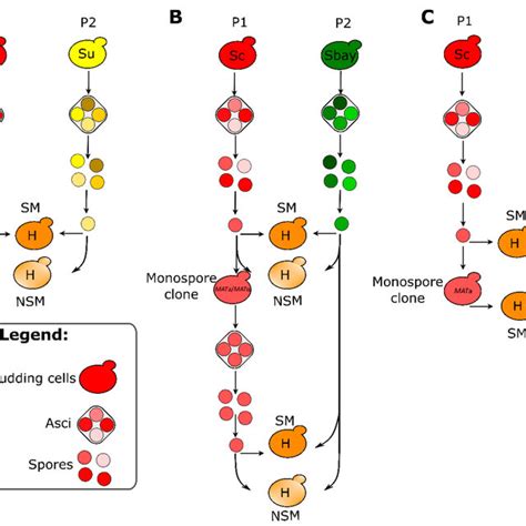 Overview Of Hybridization Scheme Used In The Present Study Three Download Scientific Diagram