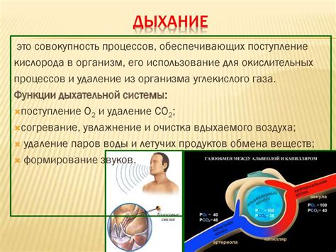 Дыхательная система - презентация онлайн