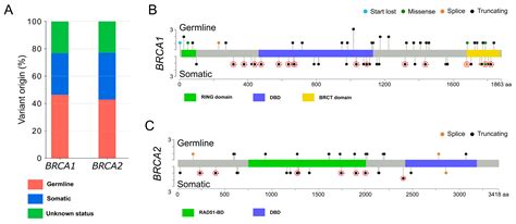 Differential Sensitivity Of Germline And Somatic Brca Variants To Parp Inhibitor In High Grade