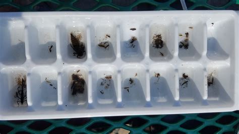 Lower Grand River Organization Of Watersheds News Macroinvertebrate Sampling For Community