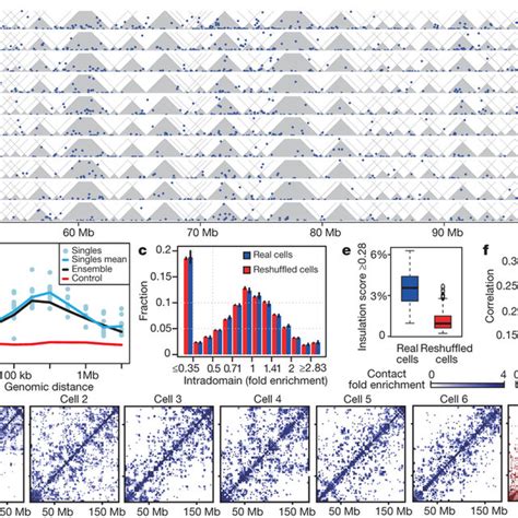 Single Cell And Ensemble Hi C A Single Cell Hi C Method B Download Scientific Diagram