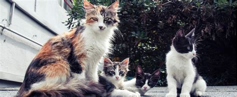 Help Should I Desex My Cat Fortitude Valley Vet Fortitude Valley