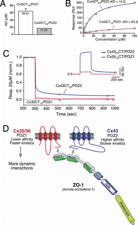 spr binding analysis of cx35ct and cx43ct peptides to the pdz1 and pdz2